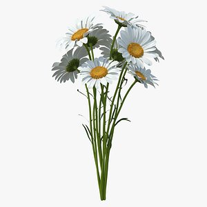 Download Free & Premium Chamomile 3D Models | TurboSquid