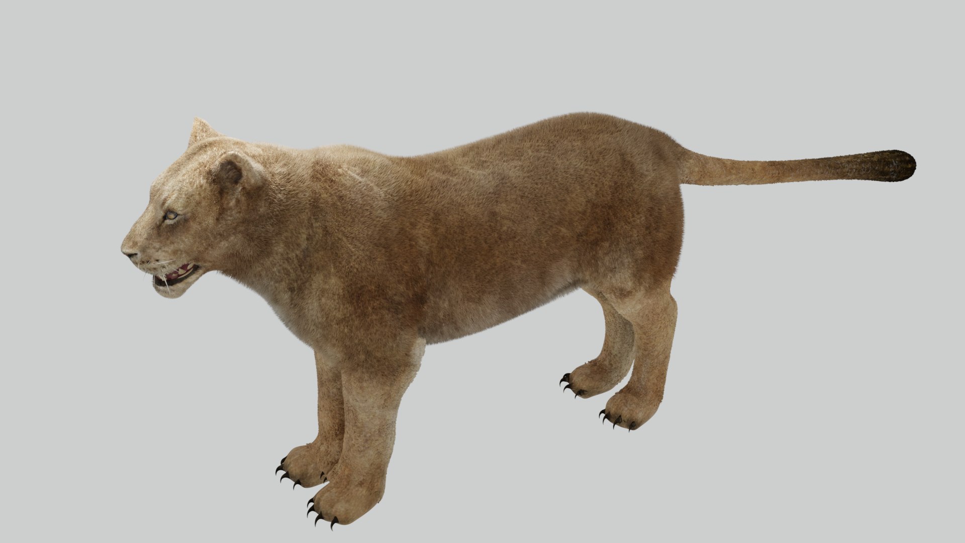 Lioness 3D Model - TurboSquid 1868044