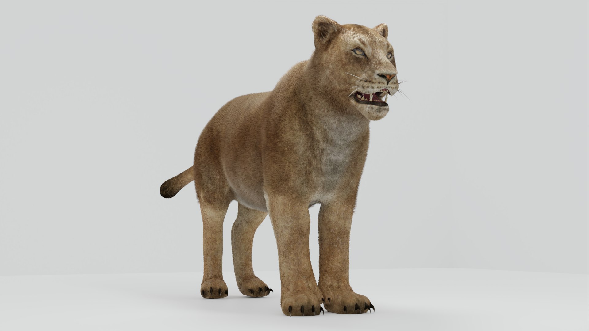 Lioness 3D Model - TurboSquid 1868044