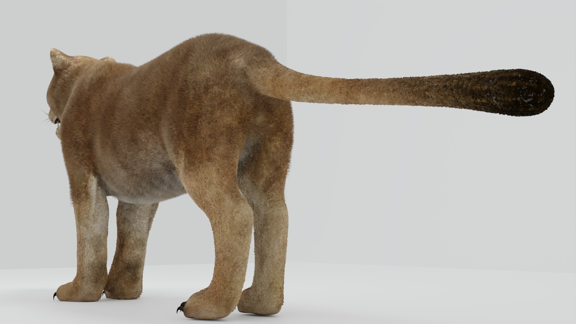 Lioness 3D Model - TurboSquid 1868044