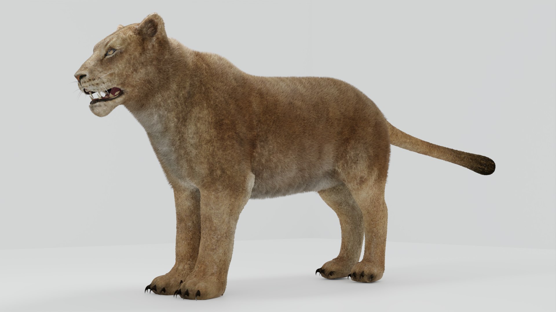 Lioness 3D Model - TurboSquid 1868044
