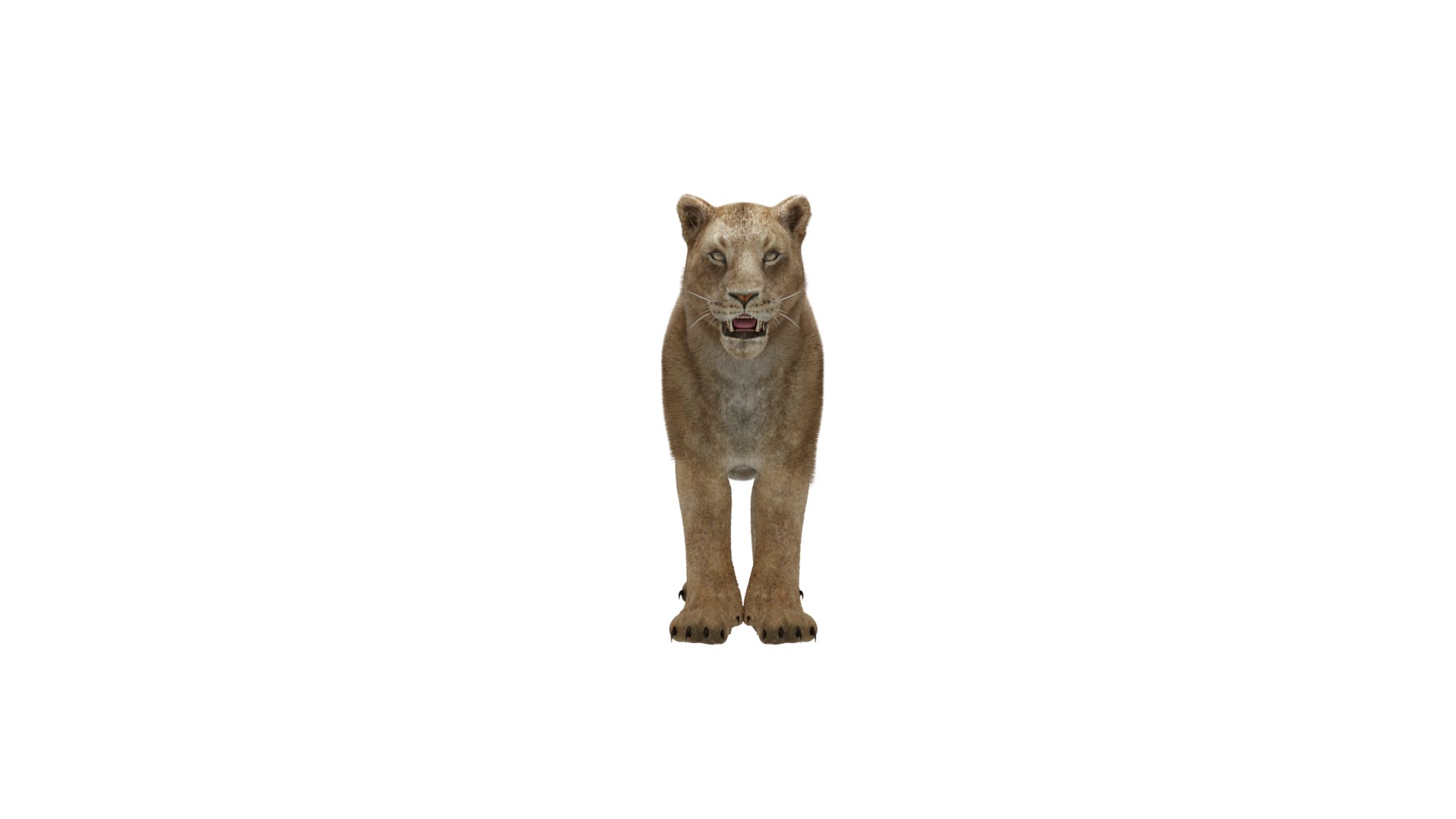 Lioness 3D model - TurboSquid 1868044