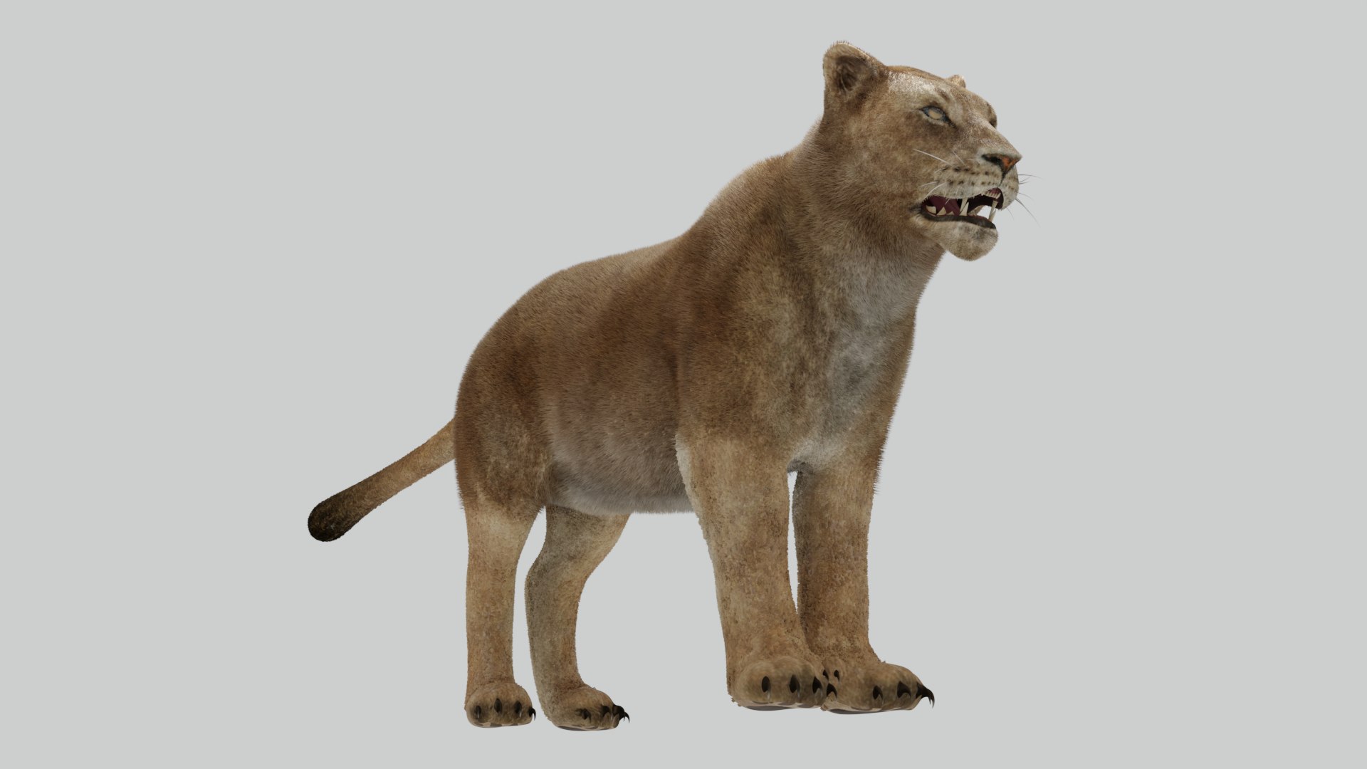 Lioness 3D Model - TurboSquid 1868044