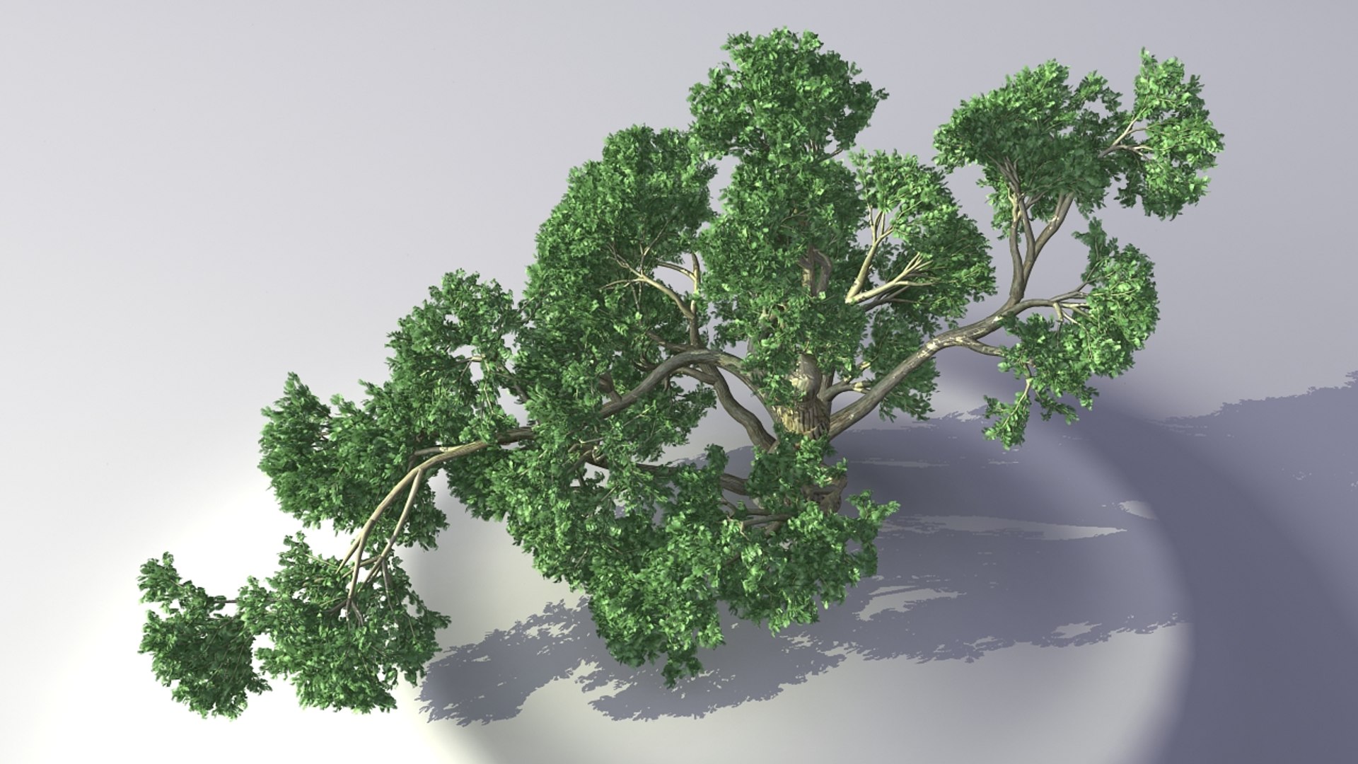 3d Magnificent Tree Growing