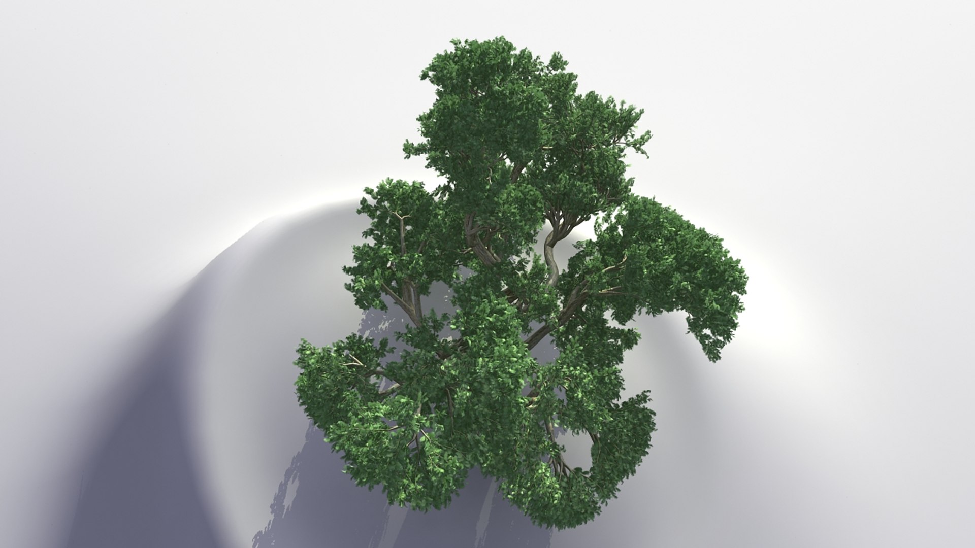 3d Magnificent Tree Growing
