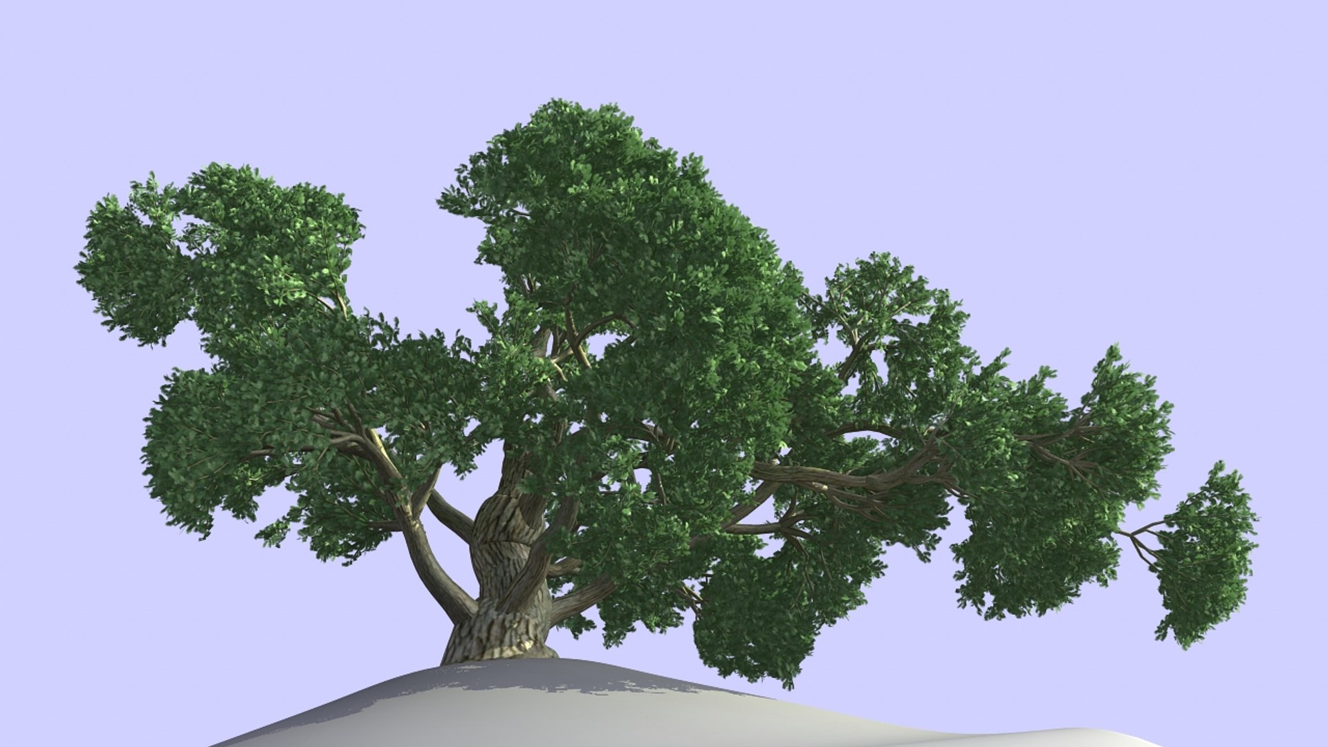 3d Magnificent Tree Growing
