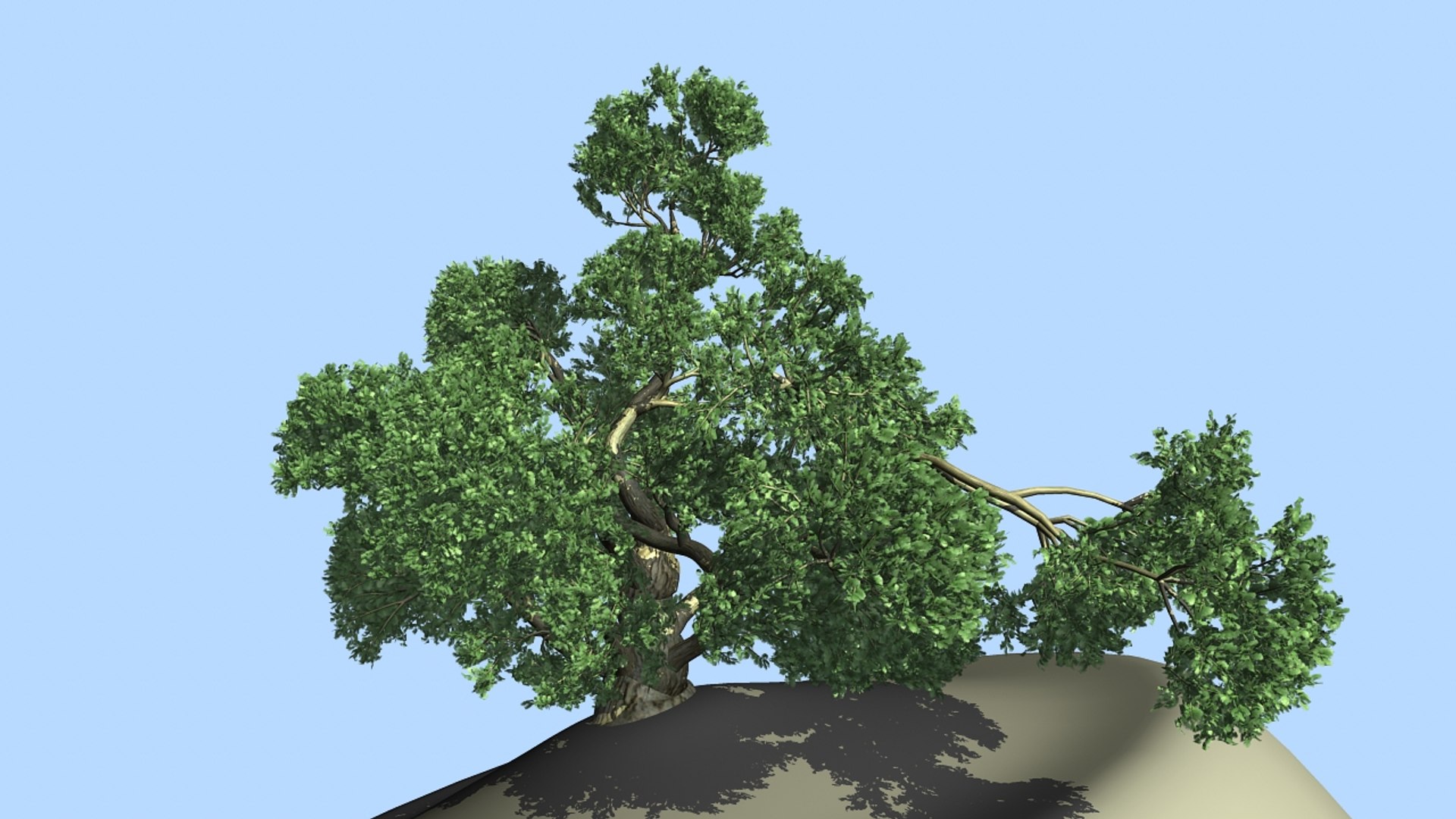 3d Magnificent Tree Growing