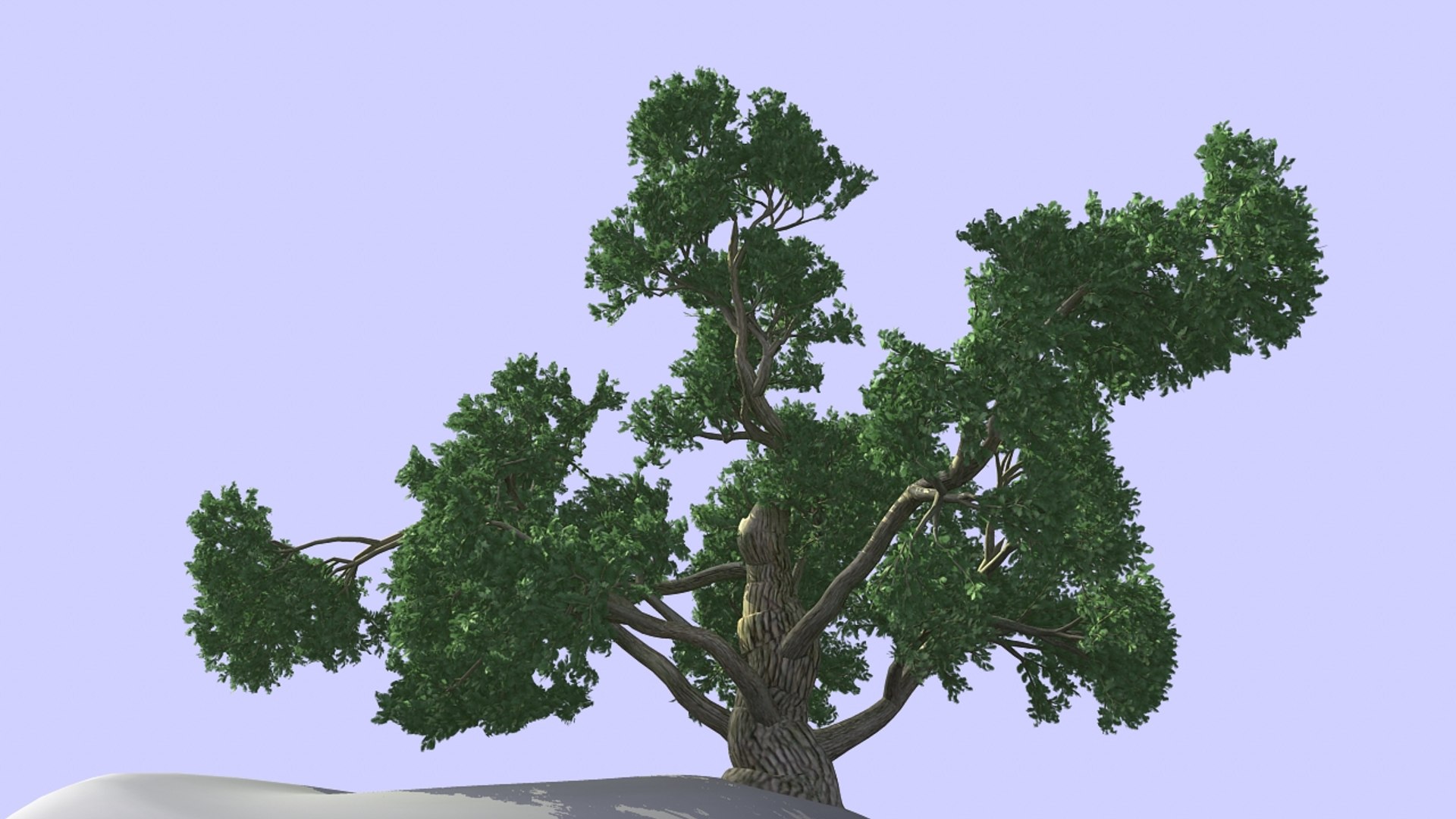 3d Magnificent Tree Growing