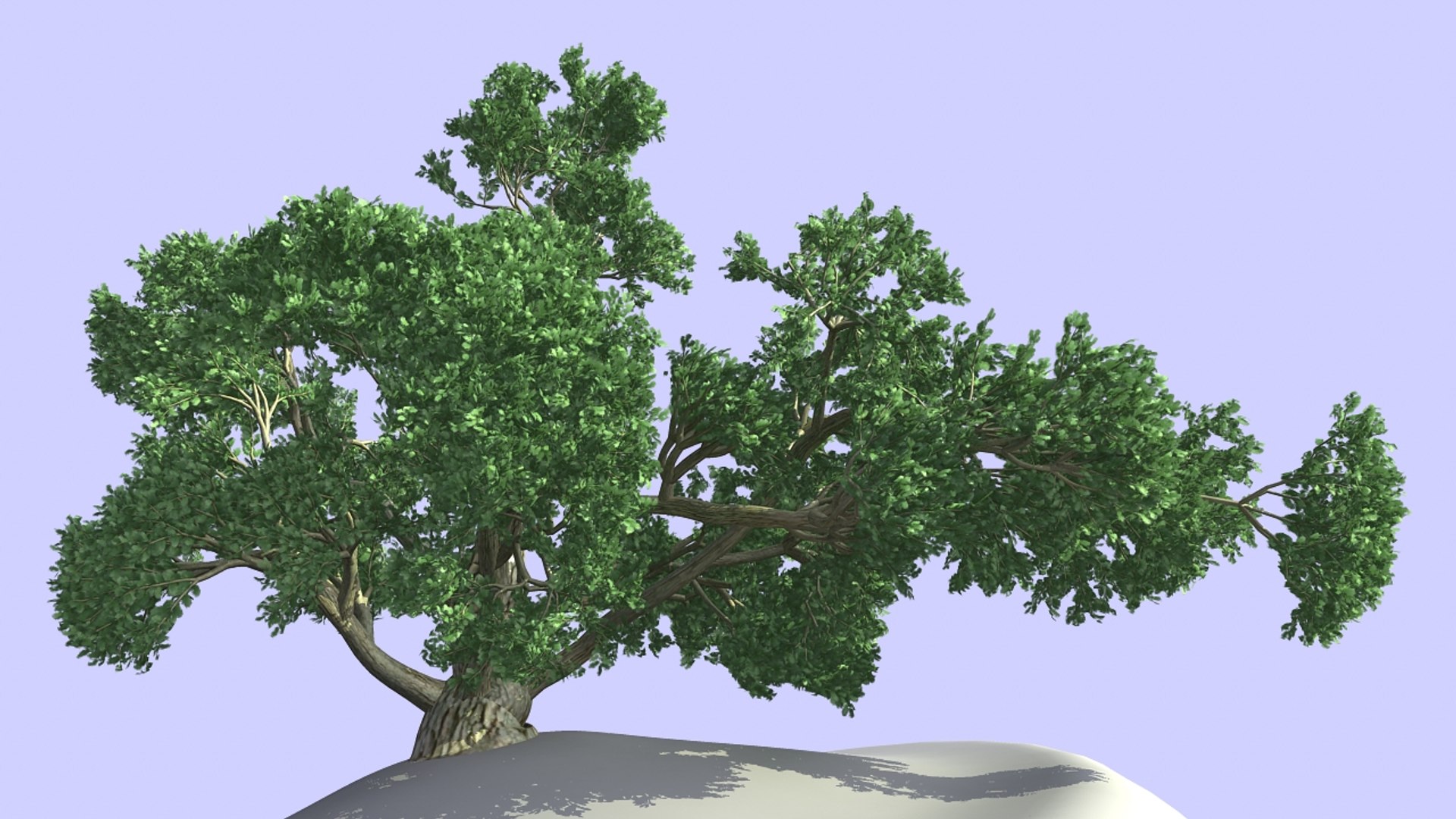3d Magnificent Tree Growing