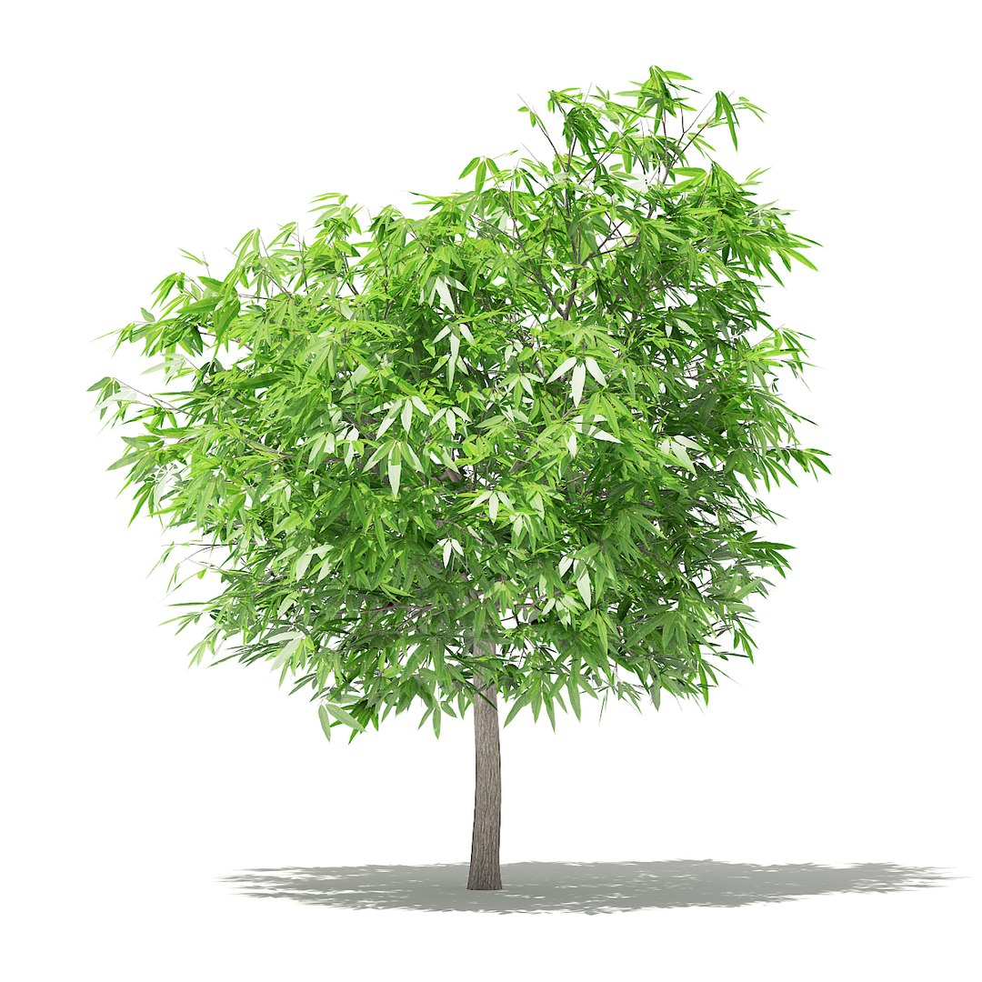3D Mango Tree 2 6m - TurboSquid 1306255