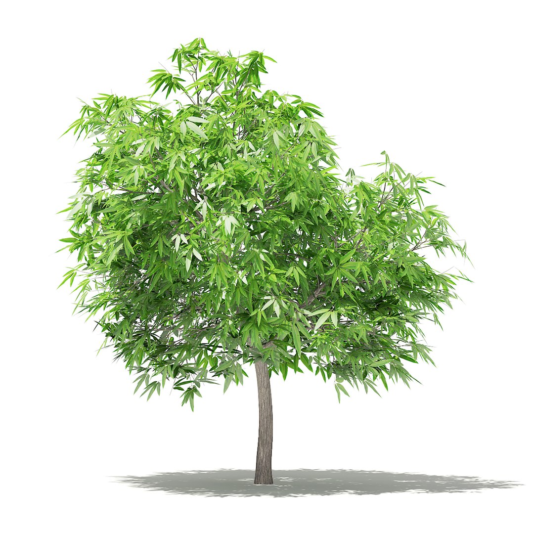 3D Mango Tree 2 6m - TurboSquid 1306255