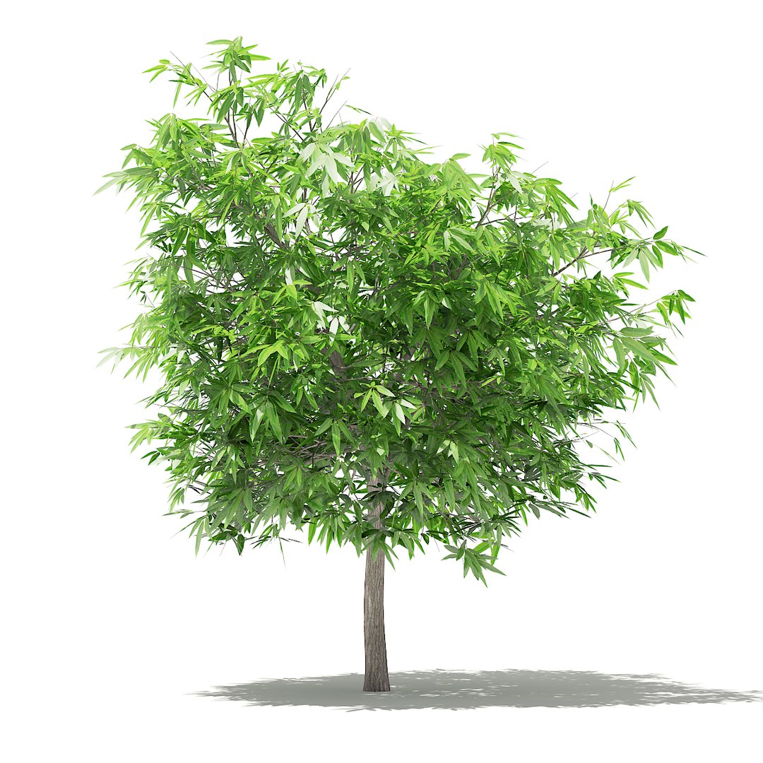 3D Mango Tree 2 6m - TurboSquid 1306255