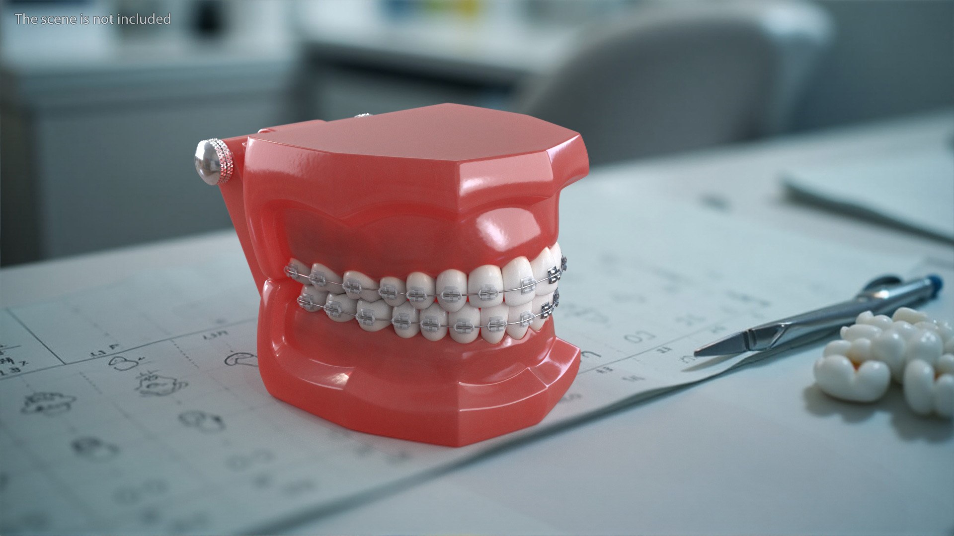 Dental Typodonts With Bracket Collection 3D Model - TurboSquid 2346556