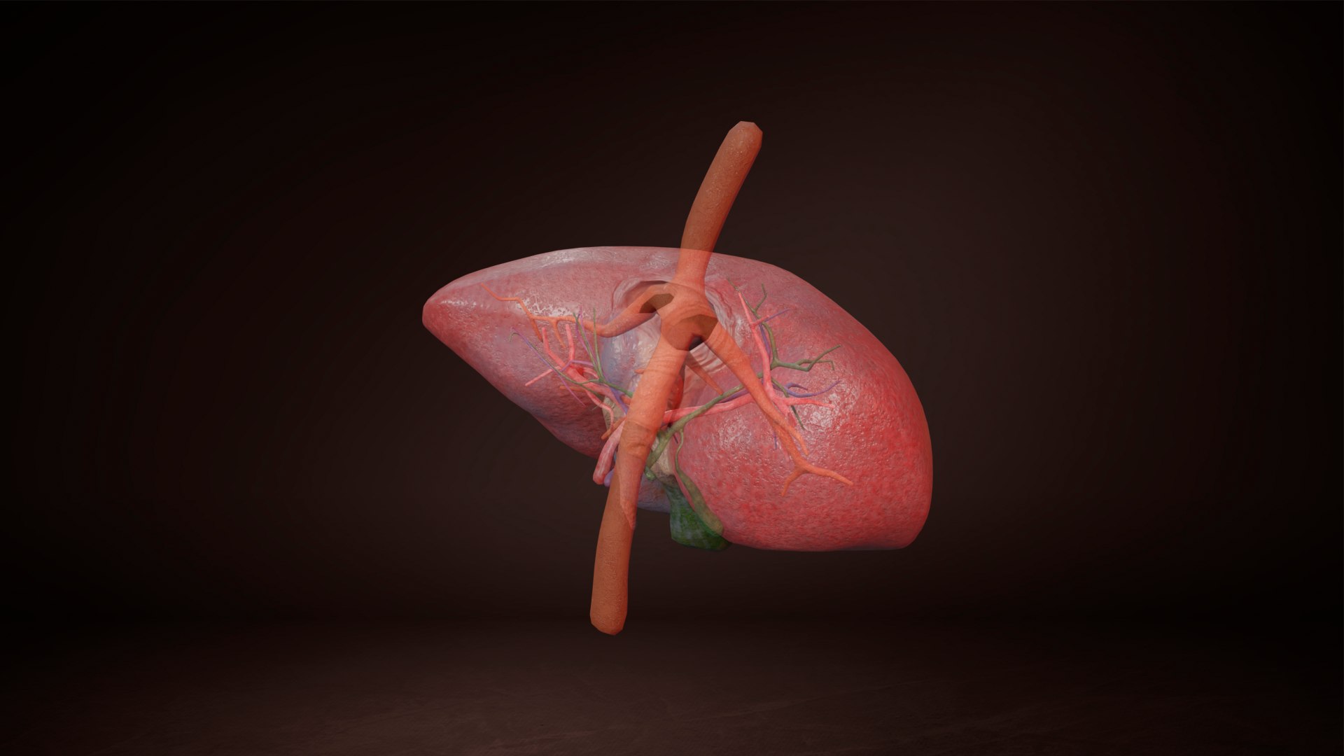 3D Internal Liver - TurboSquid 2117594