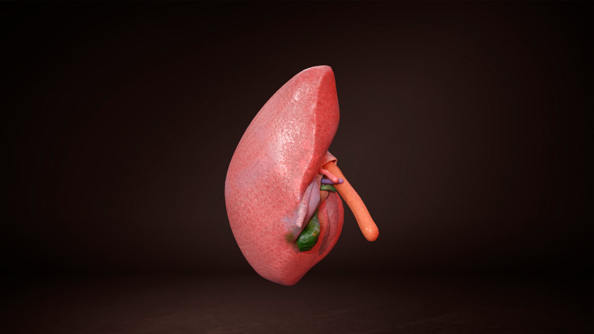 3D Internal Liver - TurboSquid 2117594