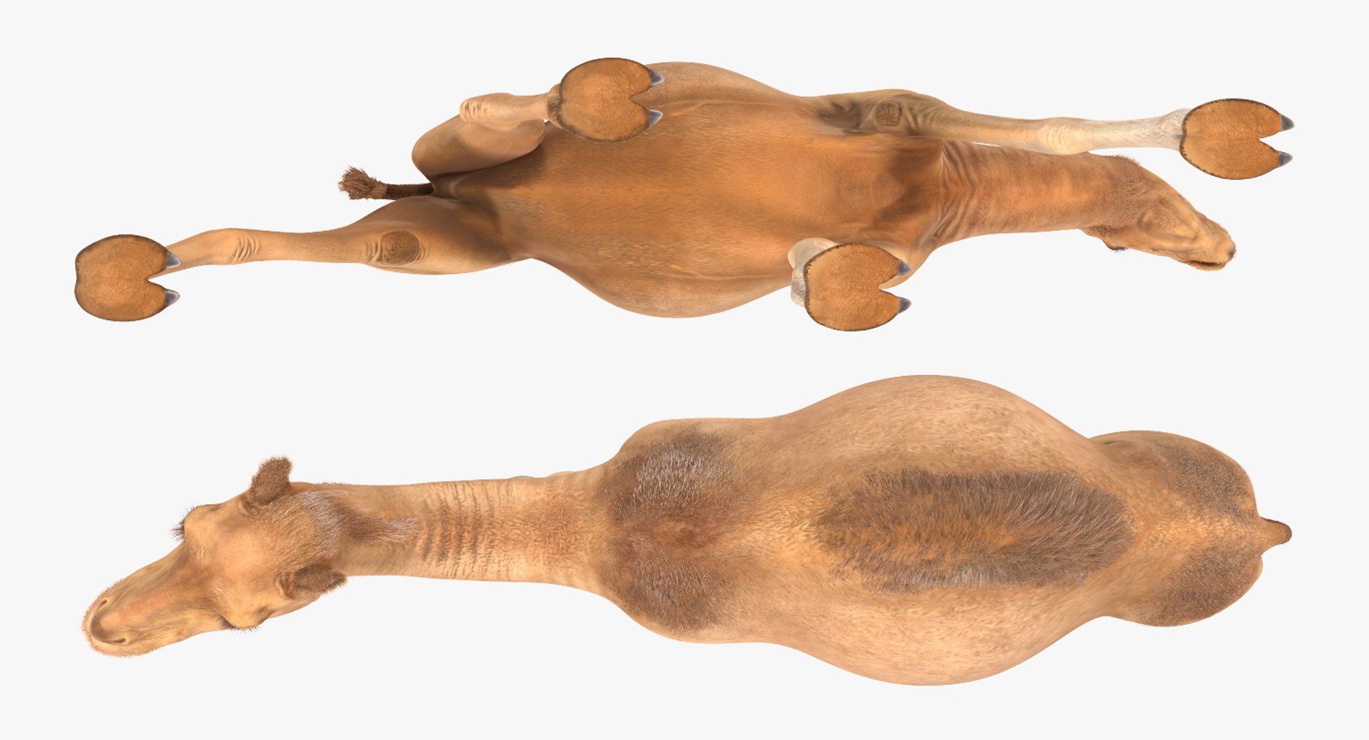 3d camel walking pose fur