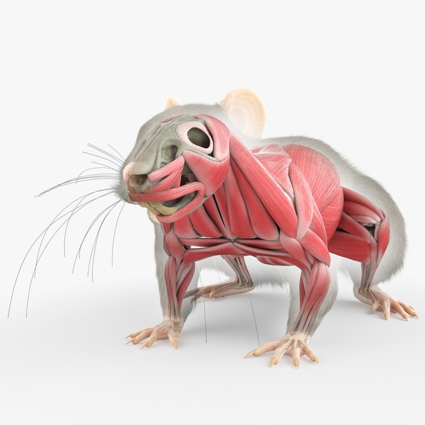 Free Rat 3D Models for Download | TurboSquid