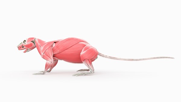 Rat Body Skeleton and Muscles Static model - TurboSquid 1891807
