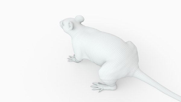 Rat Body Skeleton and Muscles Static model - TurboSquid 1891807