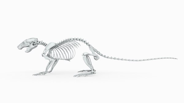 Rat Body Skeleton and Muscles Static model - TurboSquid 1891807