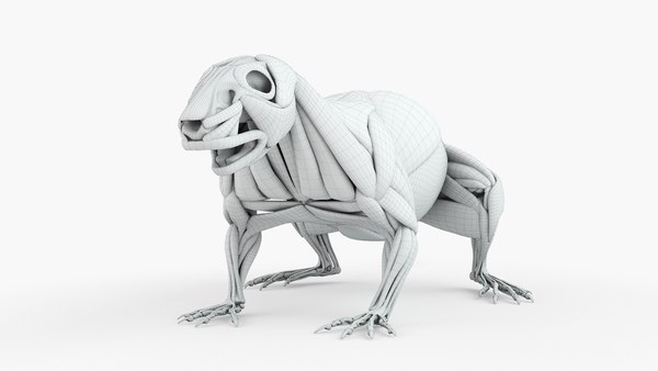 Rat Body Skeleton and Muscles Static model - TurboSquid 1891807