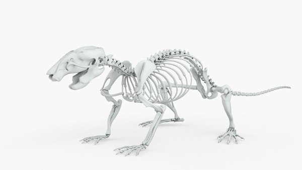 Rat Body Skeleton and Muscles Static model - TurboSquid 1891807