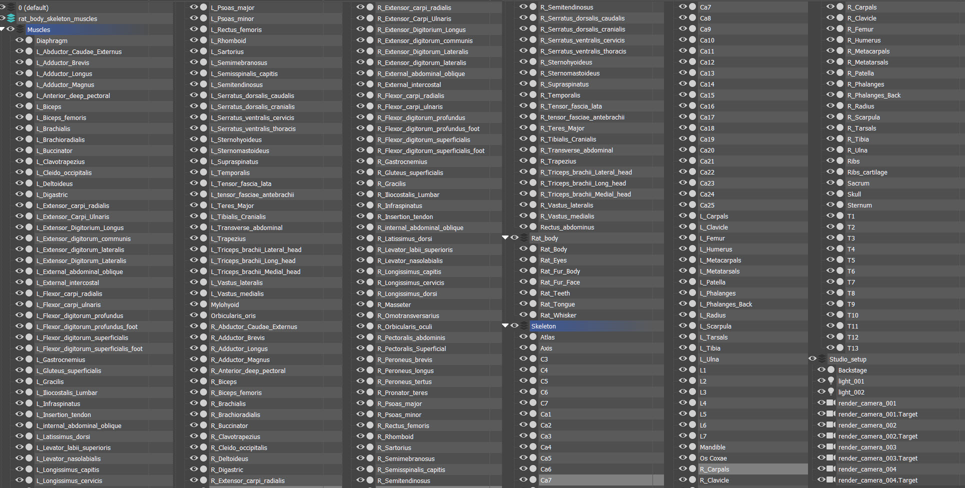 Rat Body Skeleton and Muscles Static model - TurboSquid 1891807