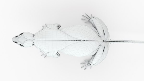 Rat Body Skeleton and Muscles Static model - TurboSquid 1891807