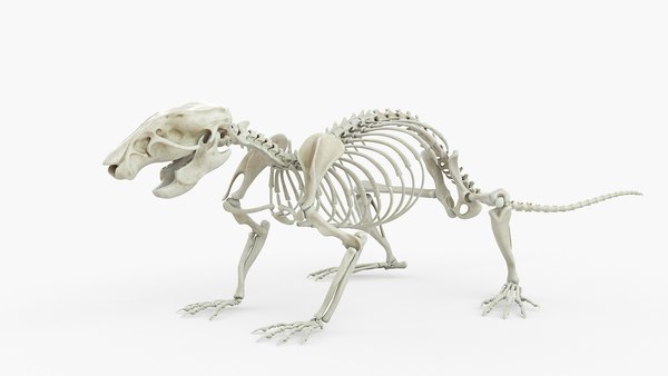 Rat Body Skeleton and Muscles Static model - TurboSquid 1891807