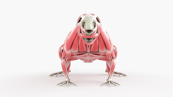 쥐의 신체 뼈대와 근육이 고정되어 있음 3D 모델 - TurboSquid 1891807