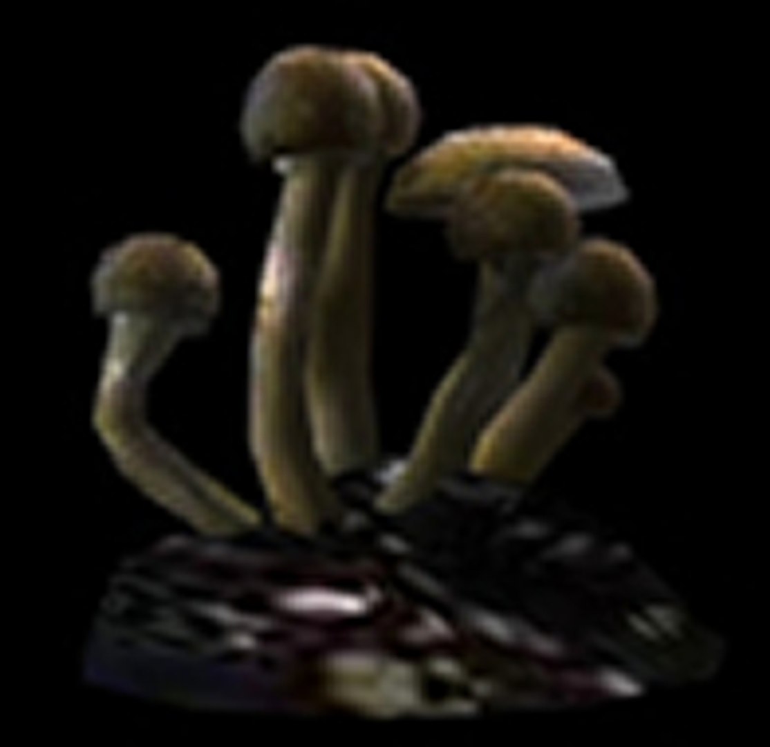 3d Model Magic Mushrooms