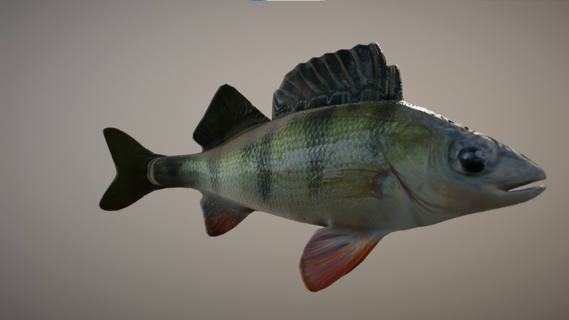 Free Bass - Fish 3D - TurboSquid 1927365