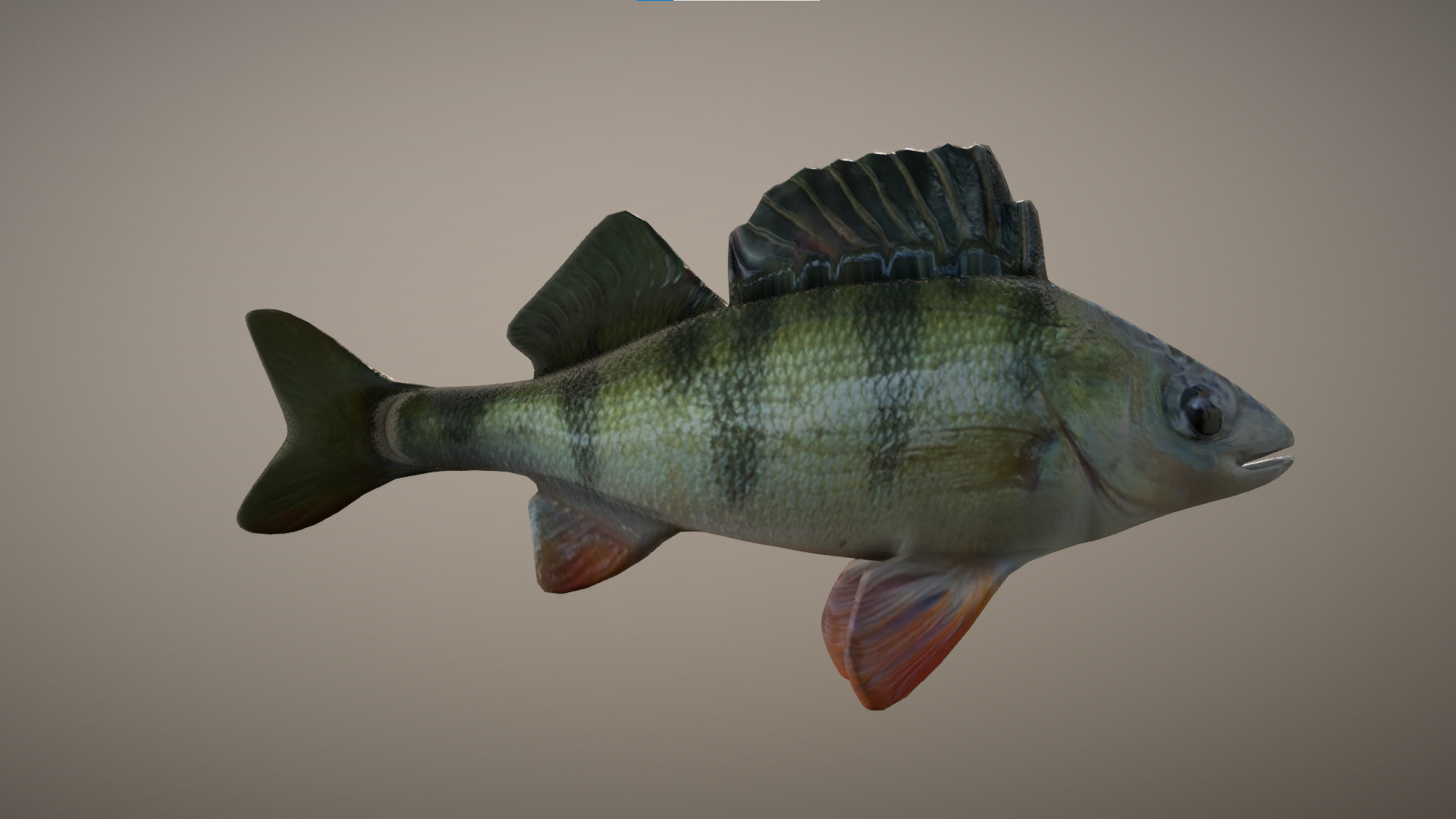 Free Bass - Fish 3D - TurboSquid 1927365