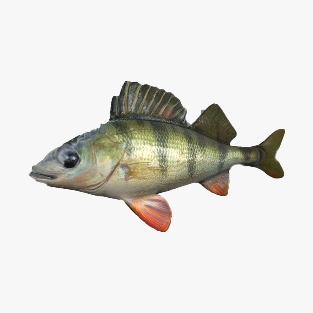 Free Bass - Fish 3D - TurboSquid 1927365