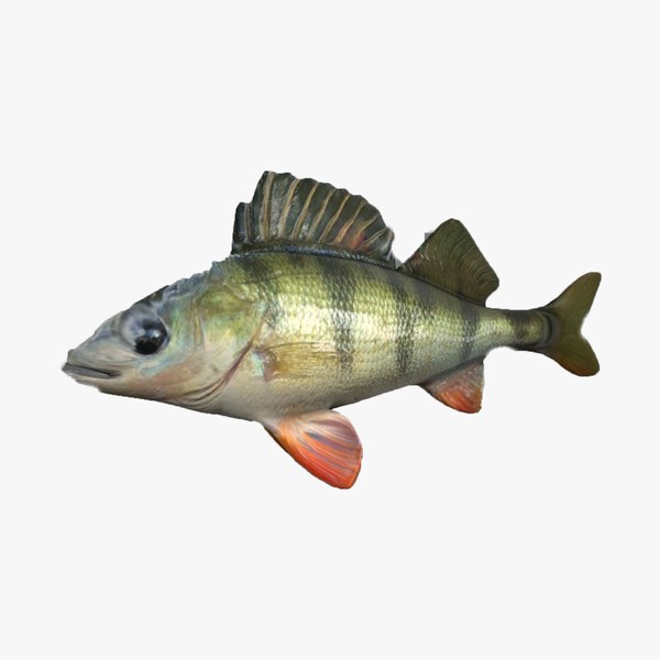 Free 3D Fish Models | TurboSquid