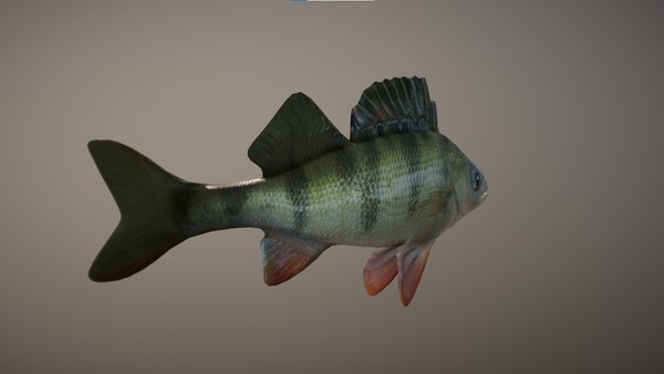 Free Bass - Fish 3D - TurboSquid 1927365