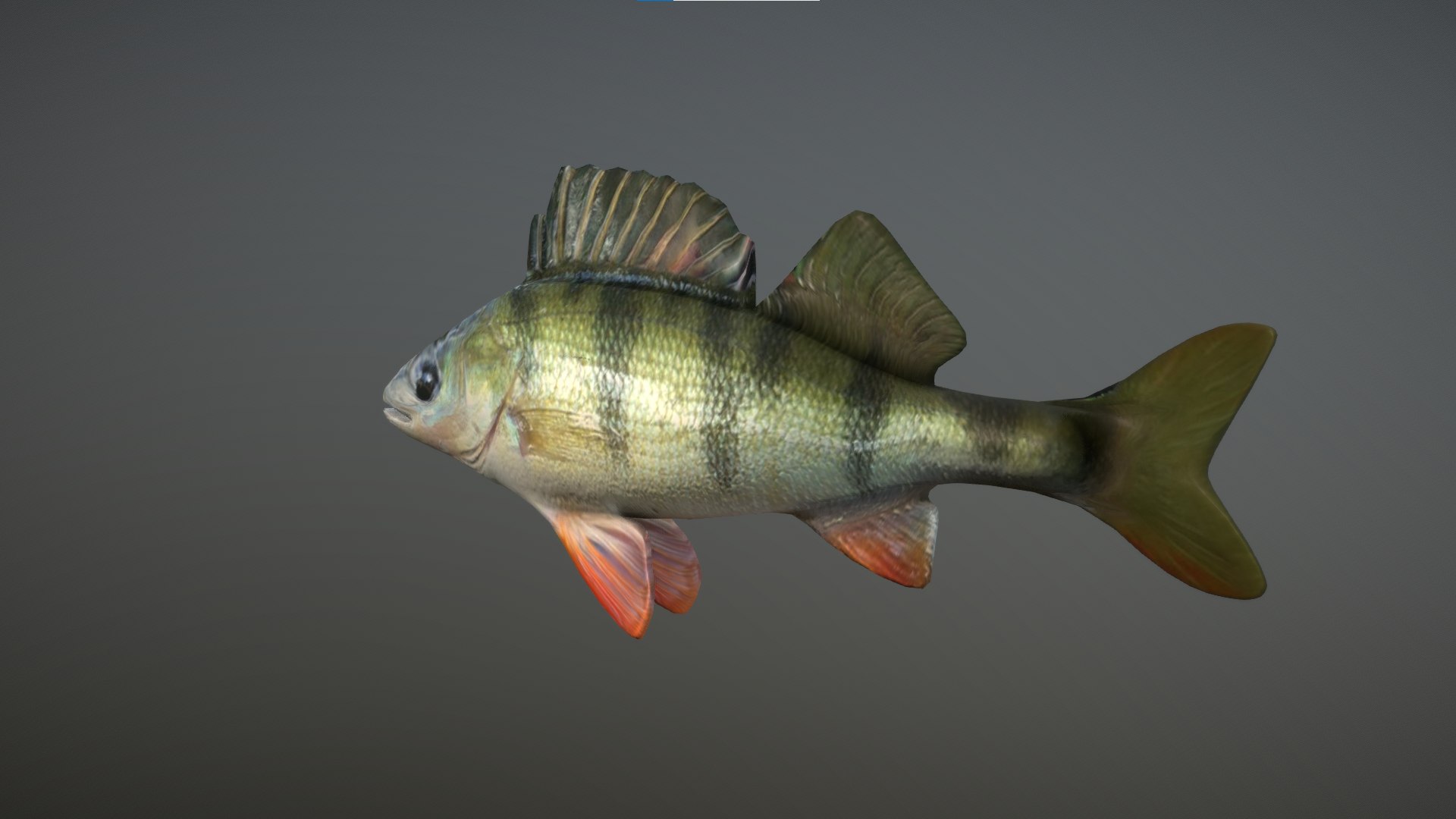 Free Bass - Fish 3D - TurboSquid 1927365