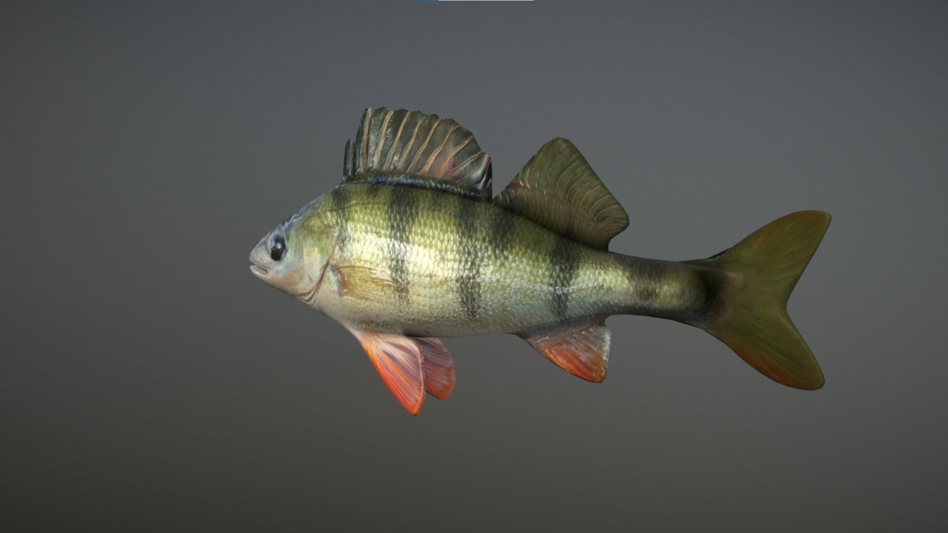 Free Bass - Fish 3D - TurboSquid 1927365