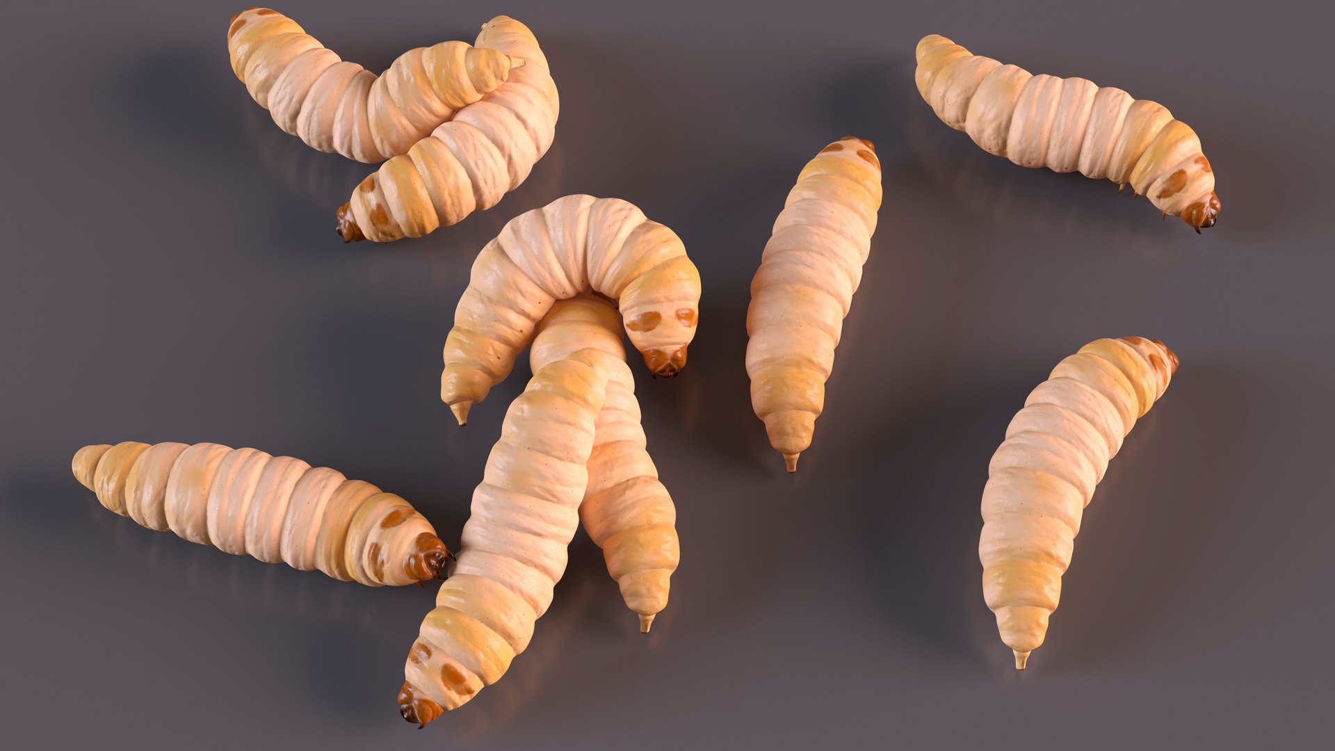 Maggot Fly Scene model - TurboSquid 2164592