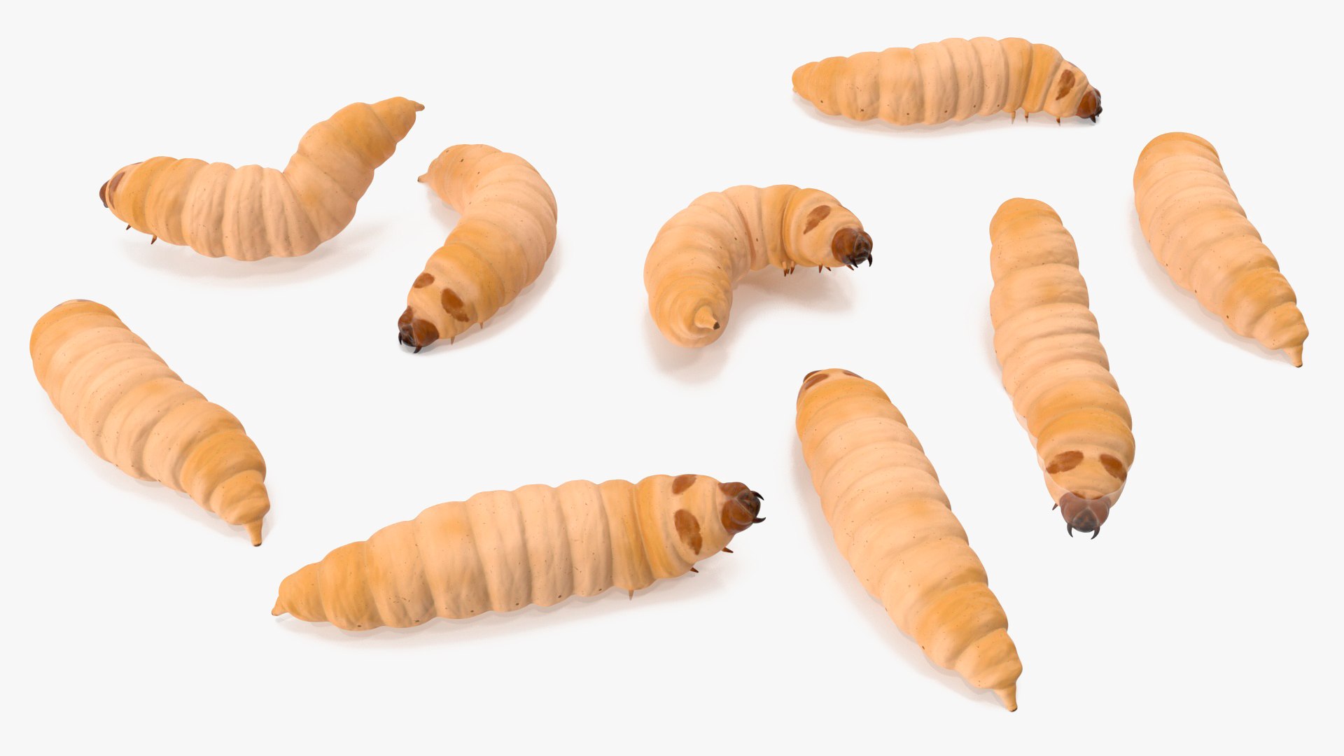 Maggot Fly Scene model - TurboSquid 2164592