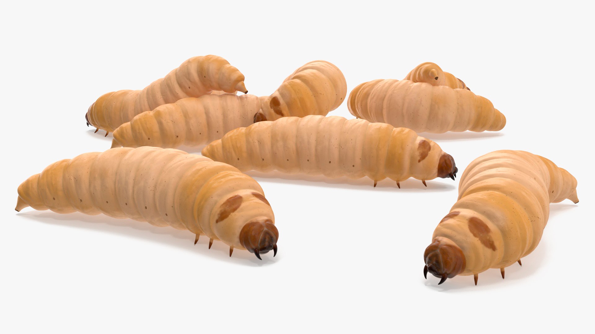 Maggot Fly Scene model - TurboSquid 2164592