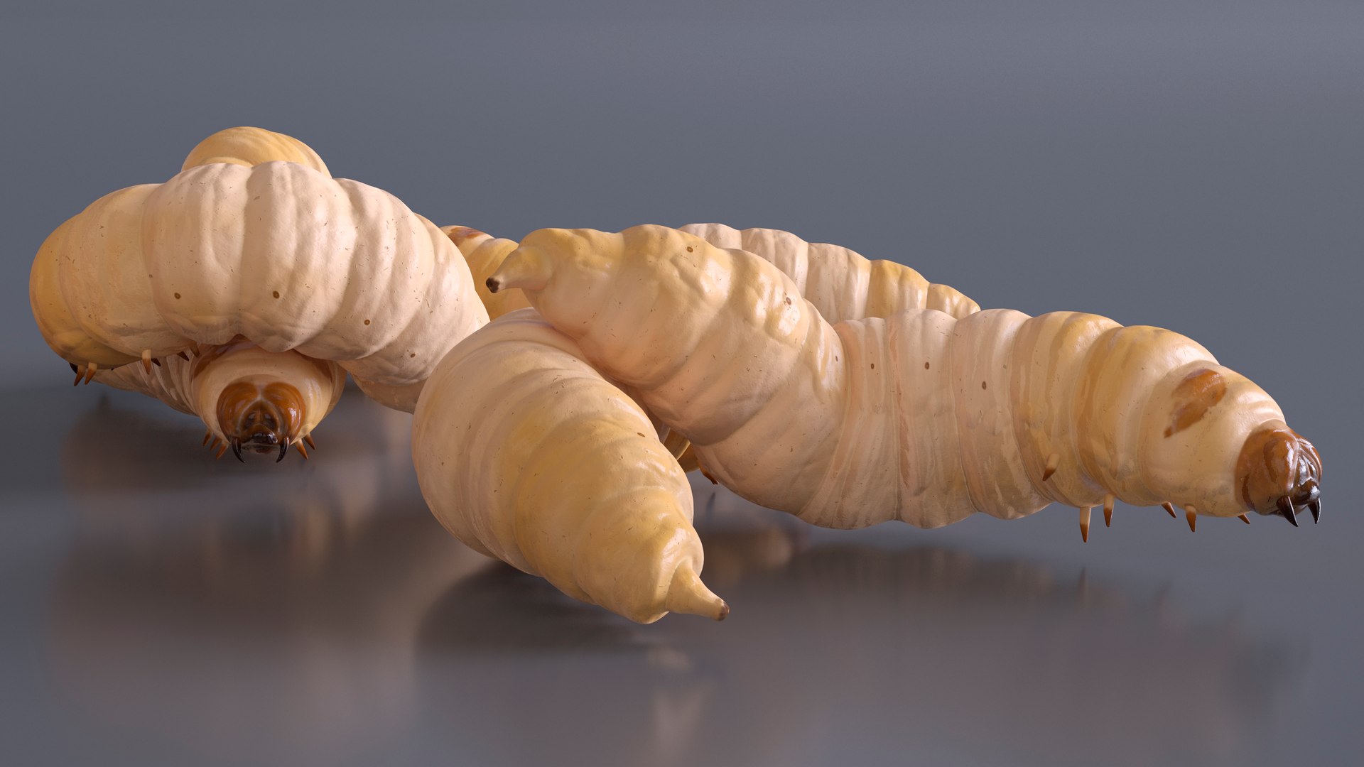 Maggot Fly Scene model - TurboSquid 2164592