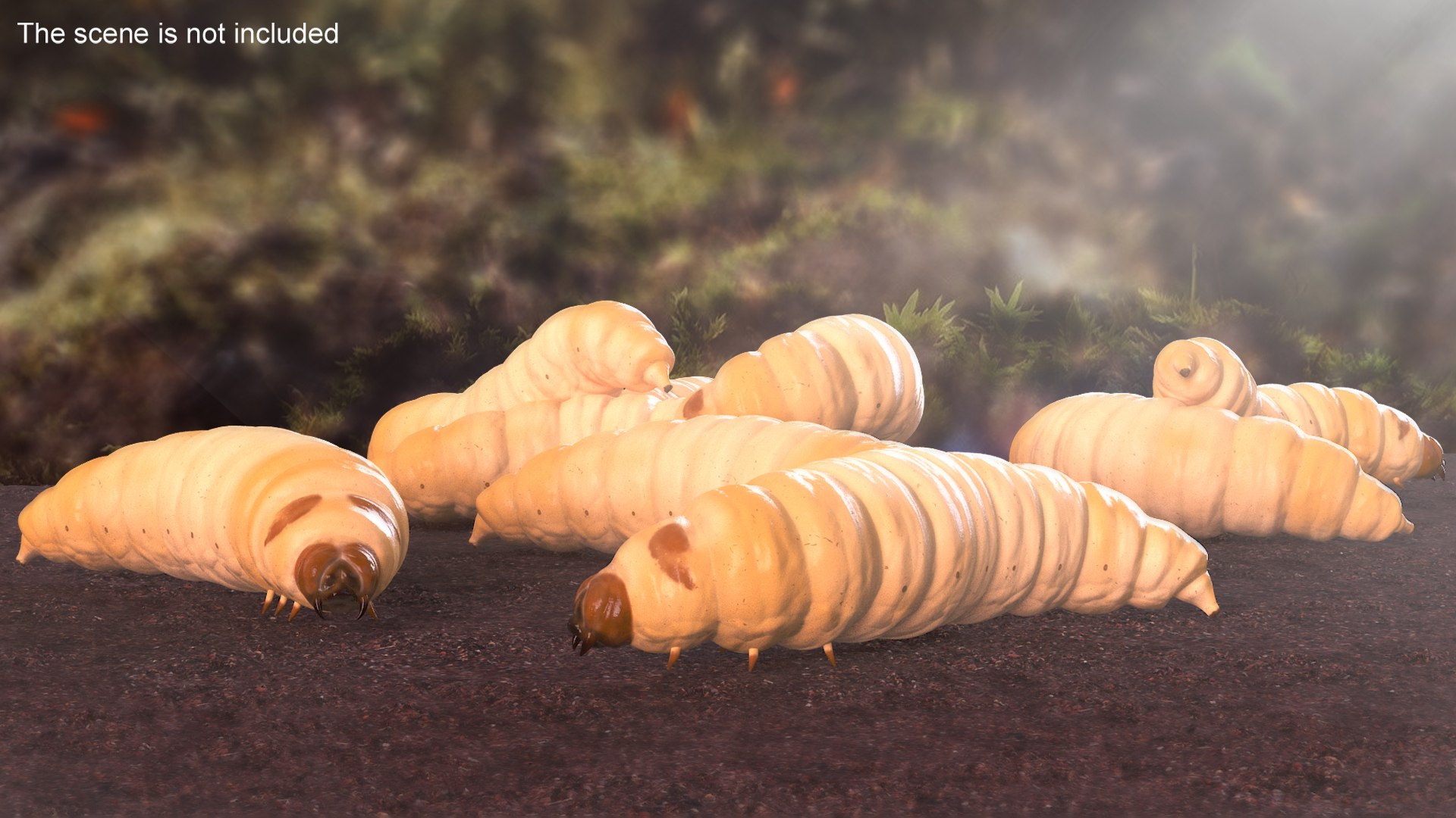 Maggot Fly Scene Model - TurboSquid 2164592