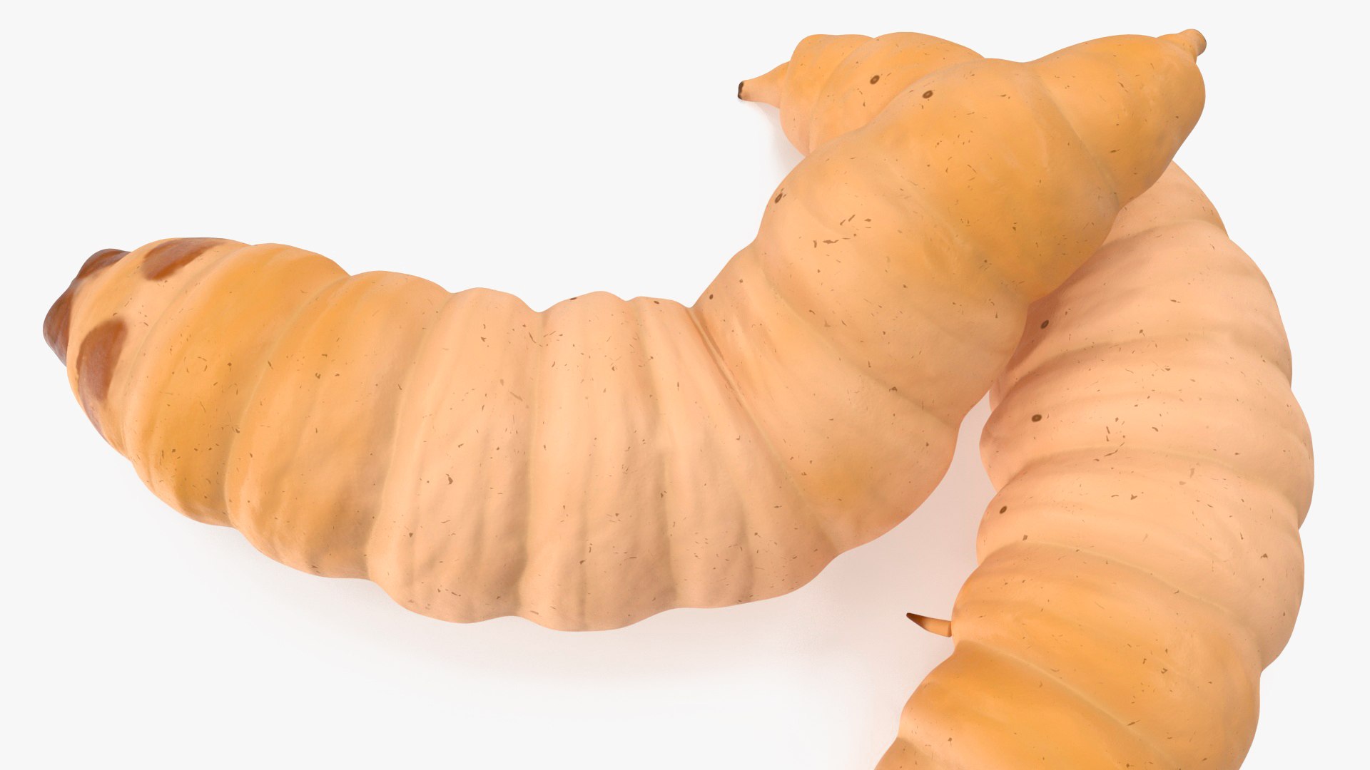 Maggot Fly Scene model - TurboSquid 2164592