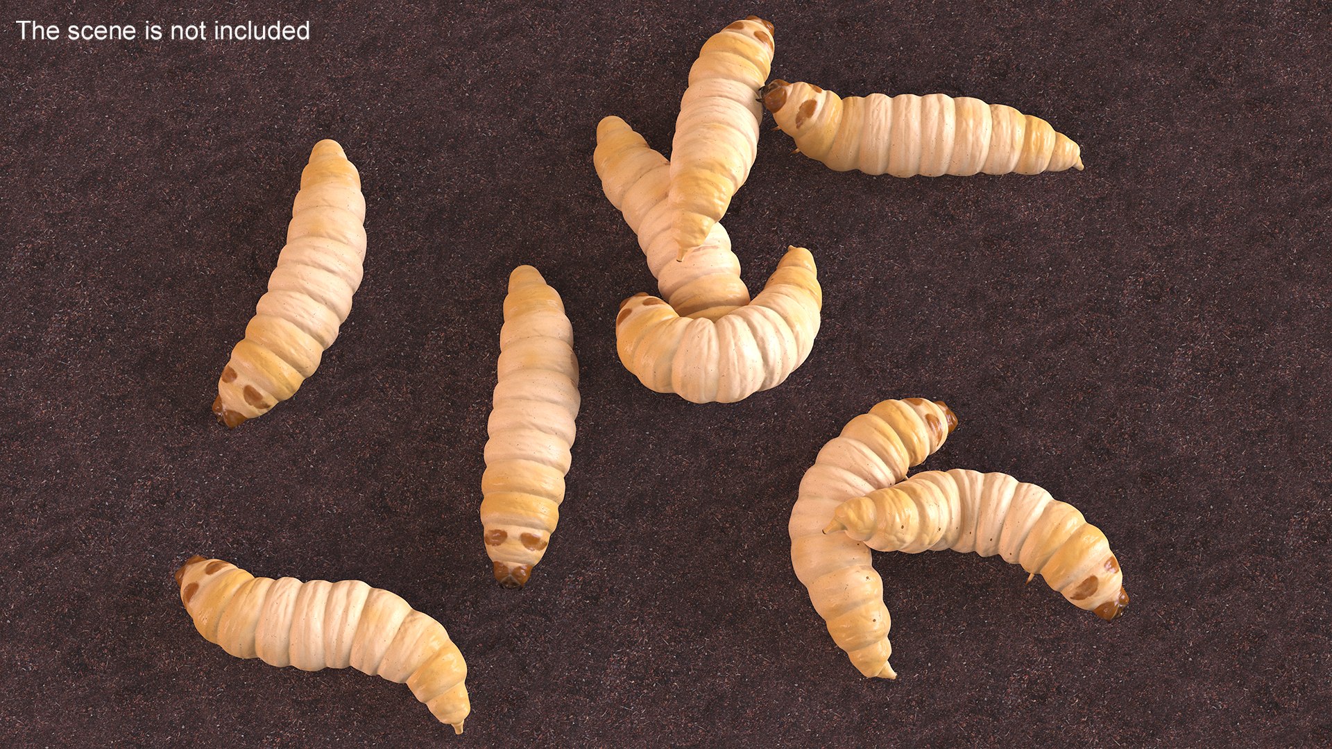 Maggot Fly Scene model - TurboSquid 2164592