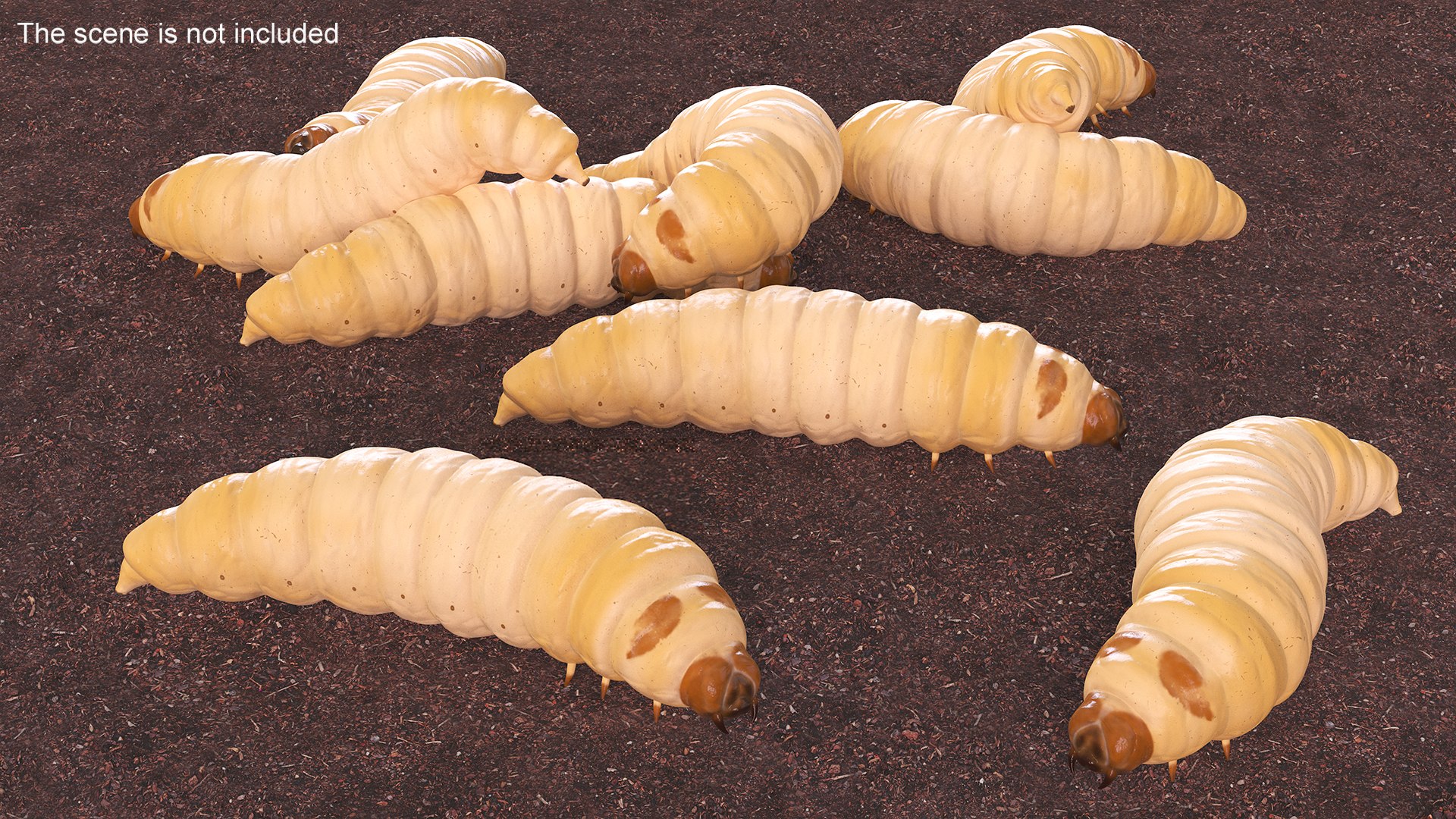 Maggot Fly Scene model - TurboSquid 2164592