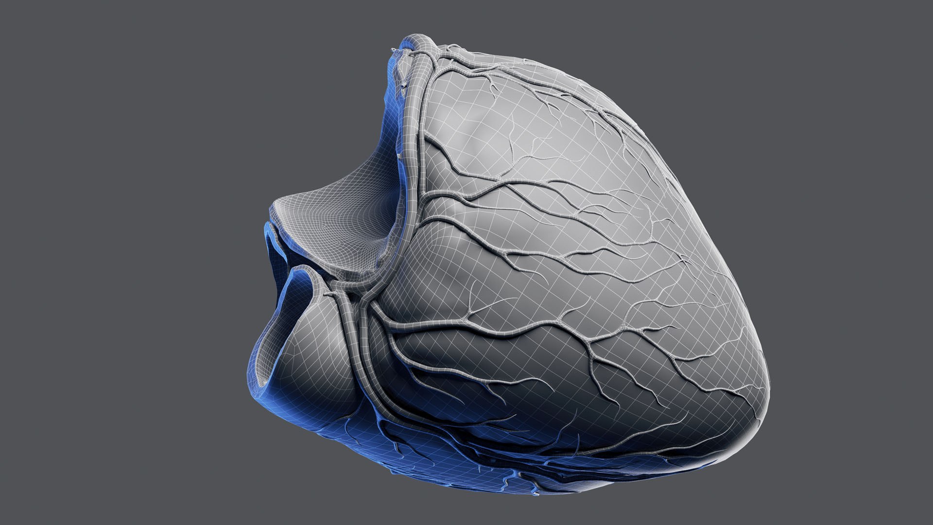 Medically Accurate Transverse Cross-Section Of The Human Heart 3D Model ...