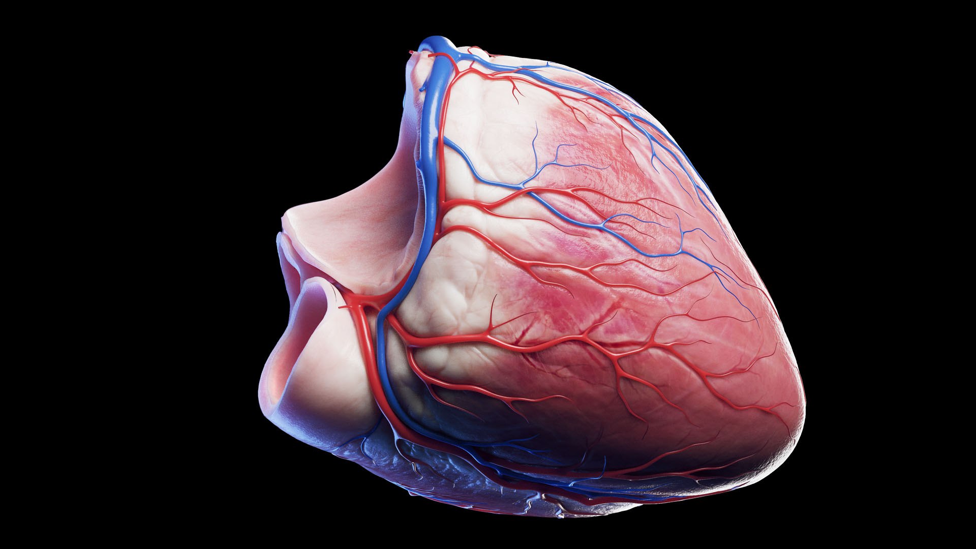 Medically Accurate Transverse Cross-Section Of The Human Heart 3D Model ...
