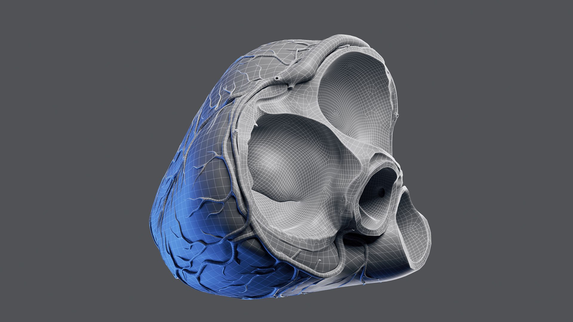Medically Accurate Transverse Cross-Section Of The Human Heart 3D Model ...