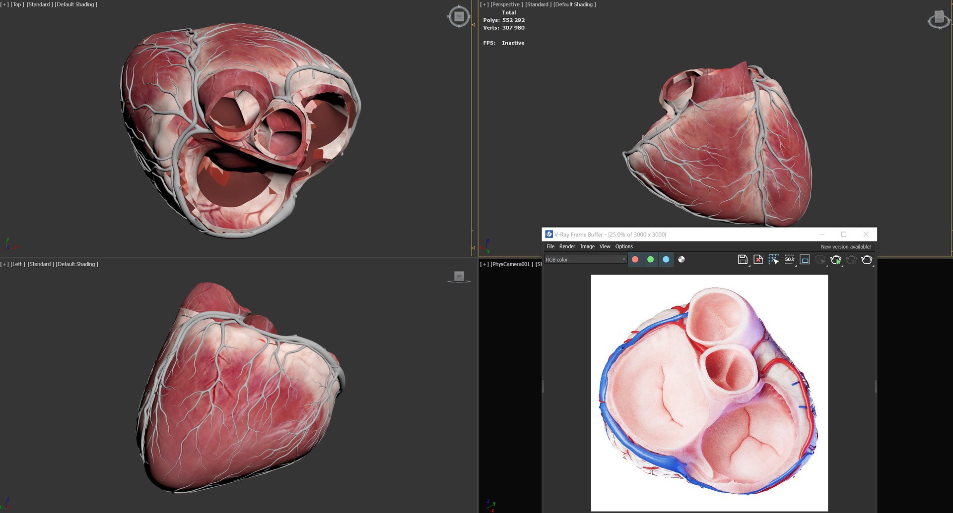 Medically Accurate Transverse Cross-Section Of The Human Heart 3D Model ...